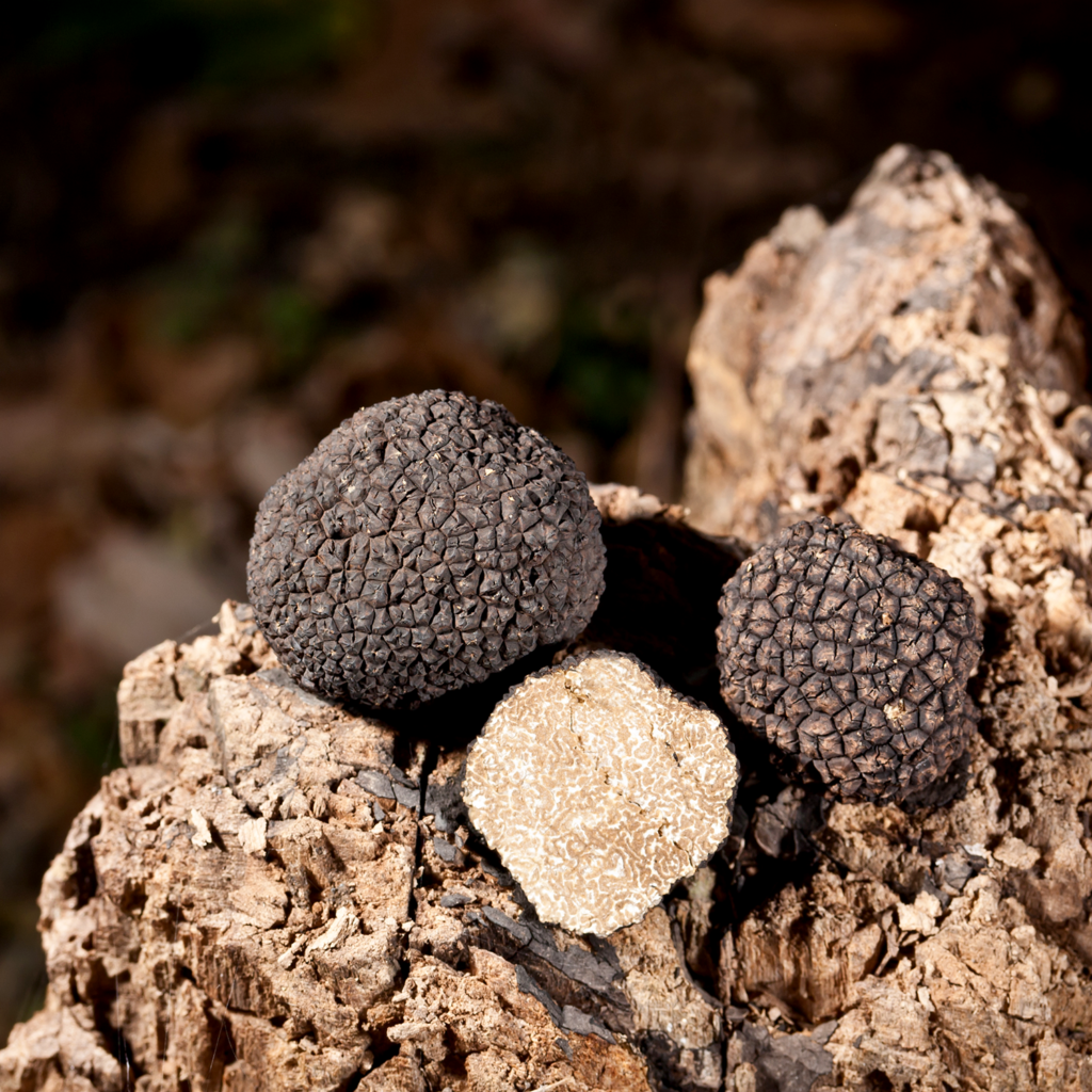 Tuber Aestivum – Restaurant Vincent Croizard